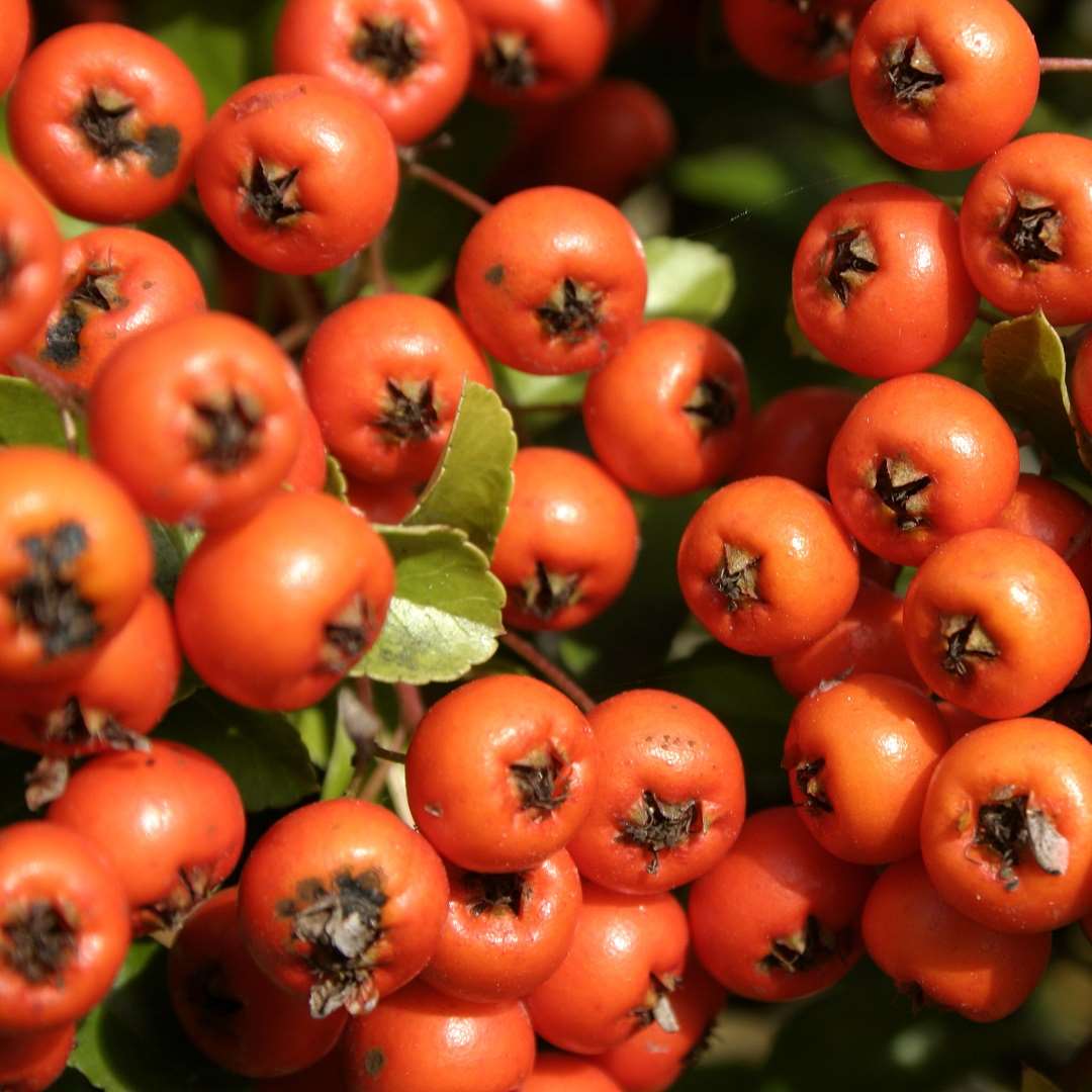 Üvez: Çok yönlü bir şifa kaynağı mı? • Momentum Sağlık