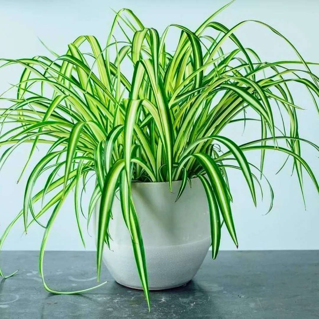 İç mekânlara estetik bir dokunuş: En sık kullanılan 30 salon bitkisi ve ...