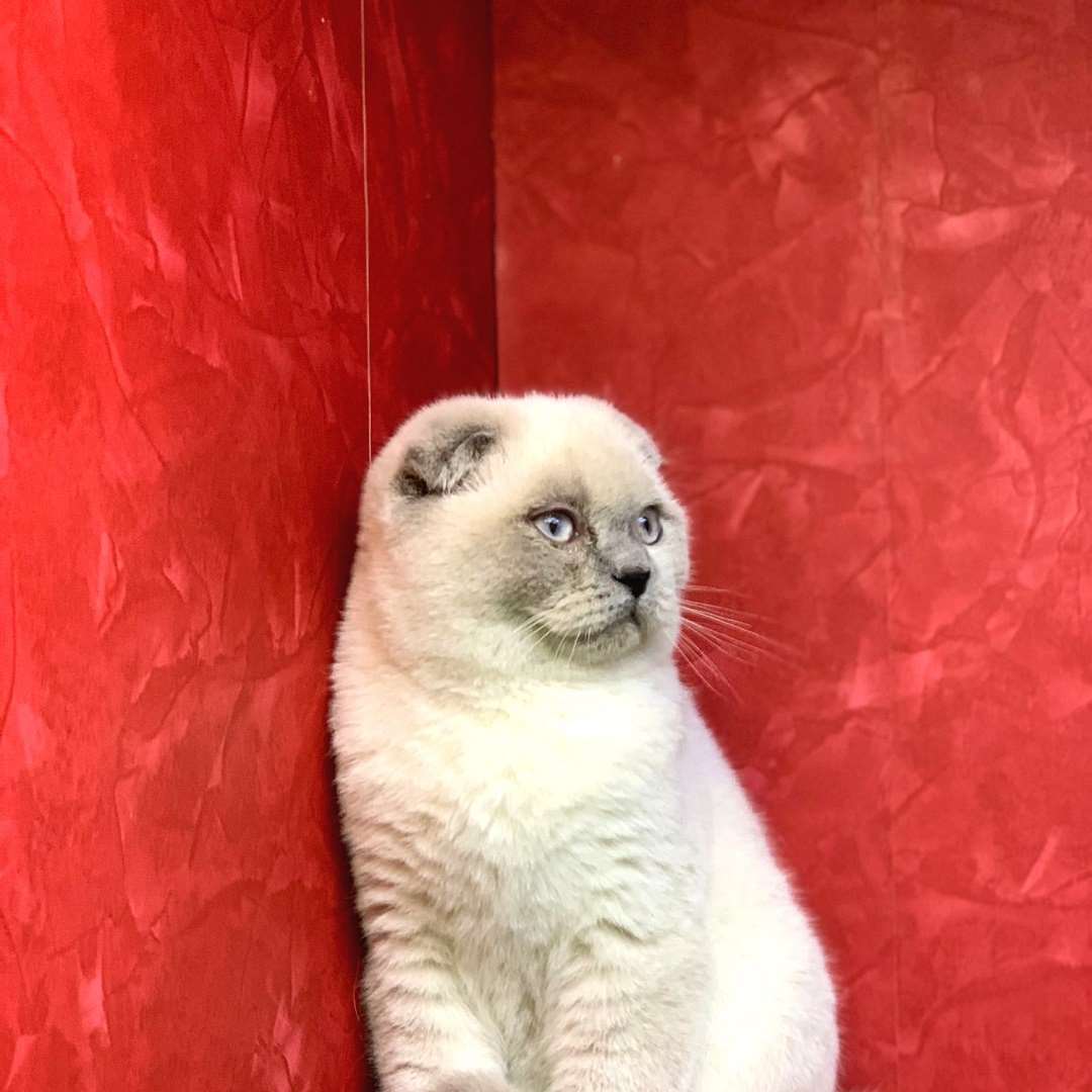 Scottish fold blue point: Güzelliğiyle büyüleyen bu eşsiz kedi ırkı ...